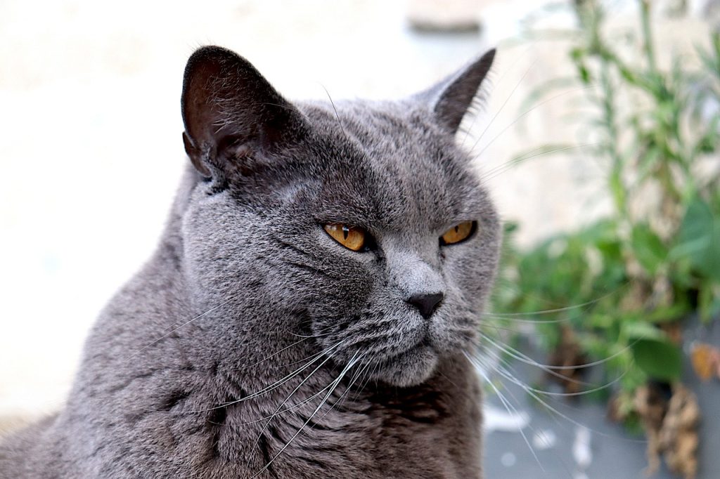 Apprendre a connaitre les Chats Chartreux.